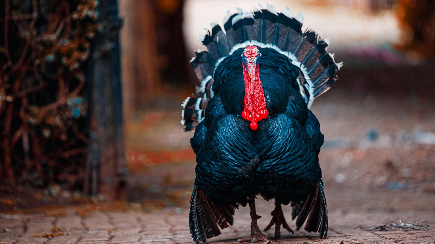 ESL Holiday Lesson Plans | Twee