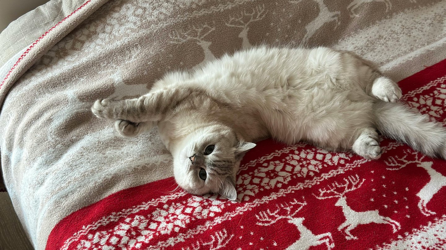 ESL Lesson Plans for English Teachers | Twee