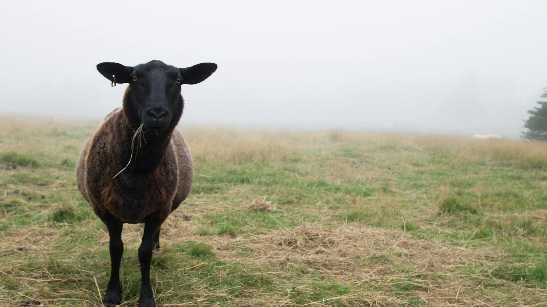 Lesson Plans on English Idioms | Twee