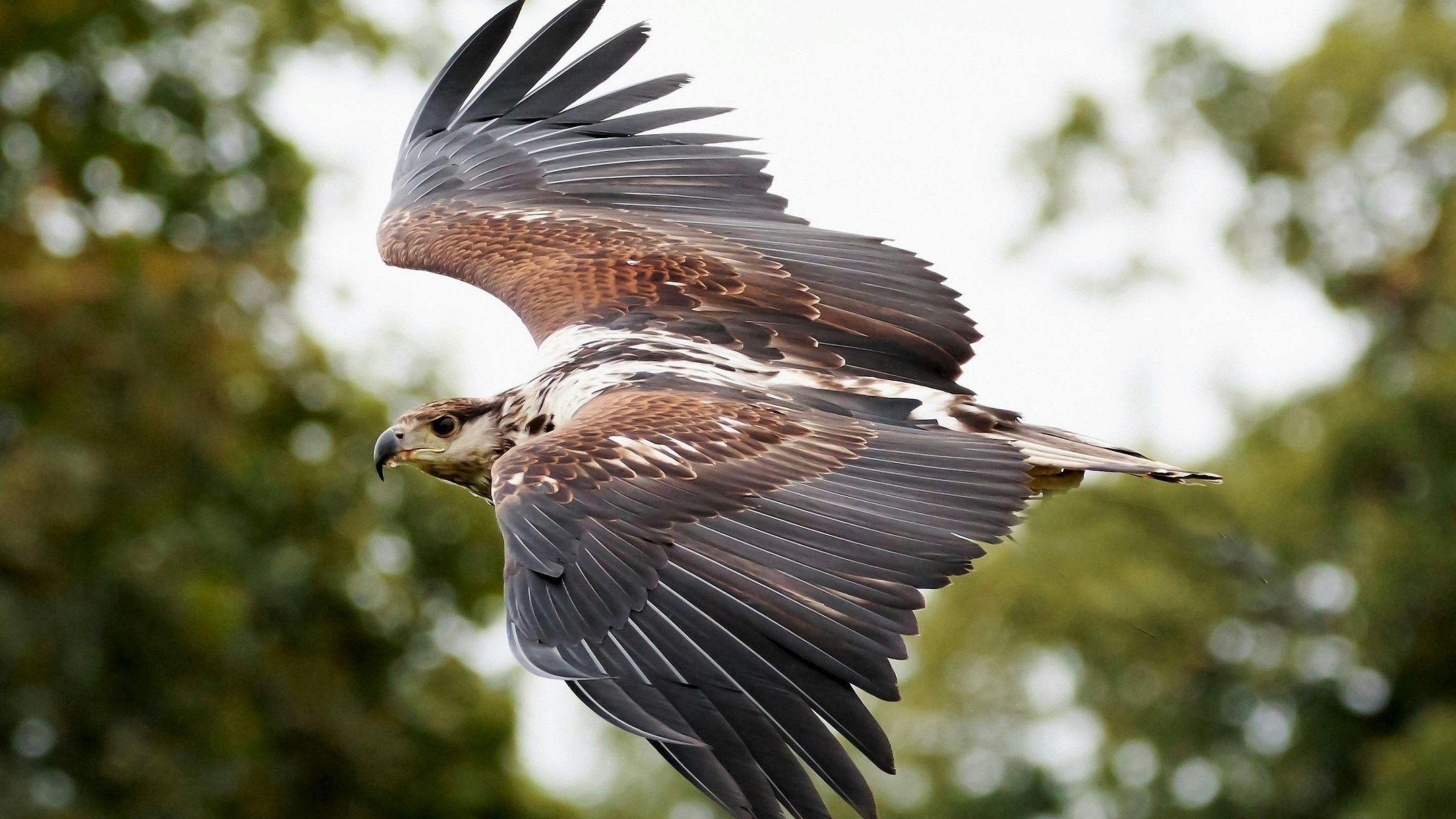 The History and Impact of Hunting ESL Lesson Plan | Twee