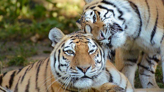 Create Multiple-Choice Questions for a Text - AI Generator Tool by Twee | Twee