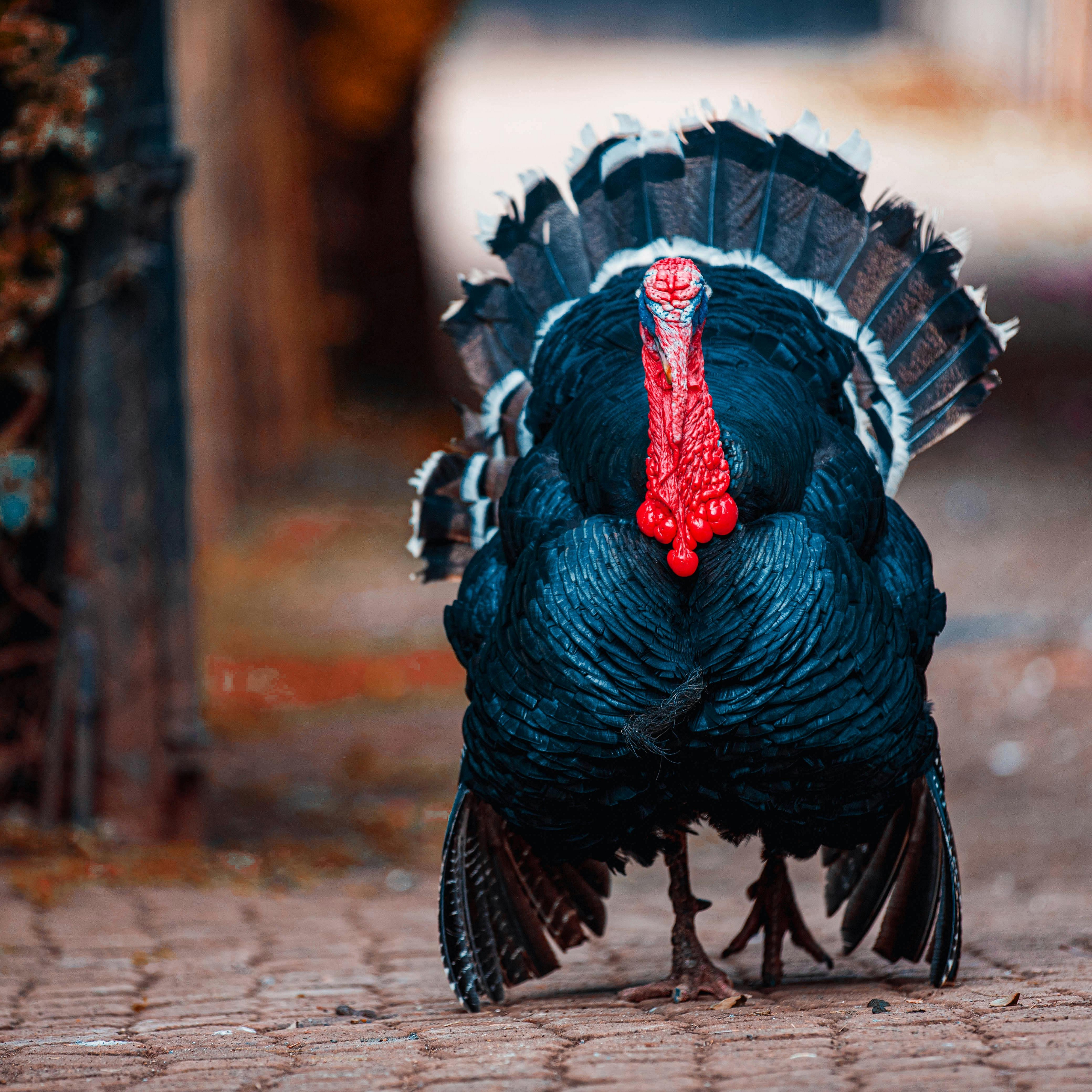 ESL Lesson Plans for English Teachers | Twee