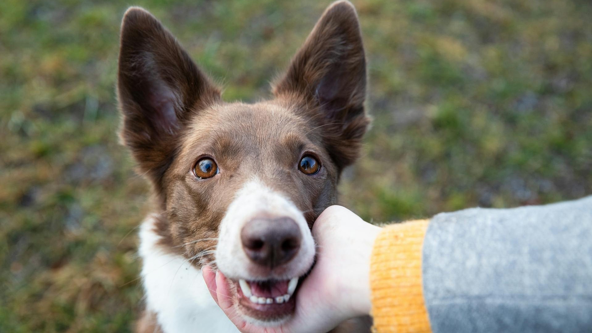 Animals and Pets Lesson Plans | Twee